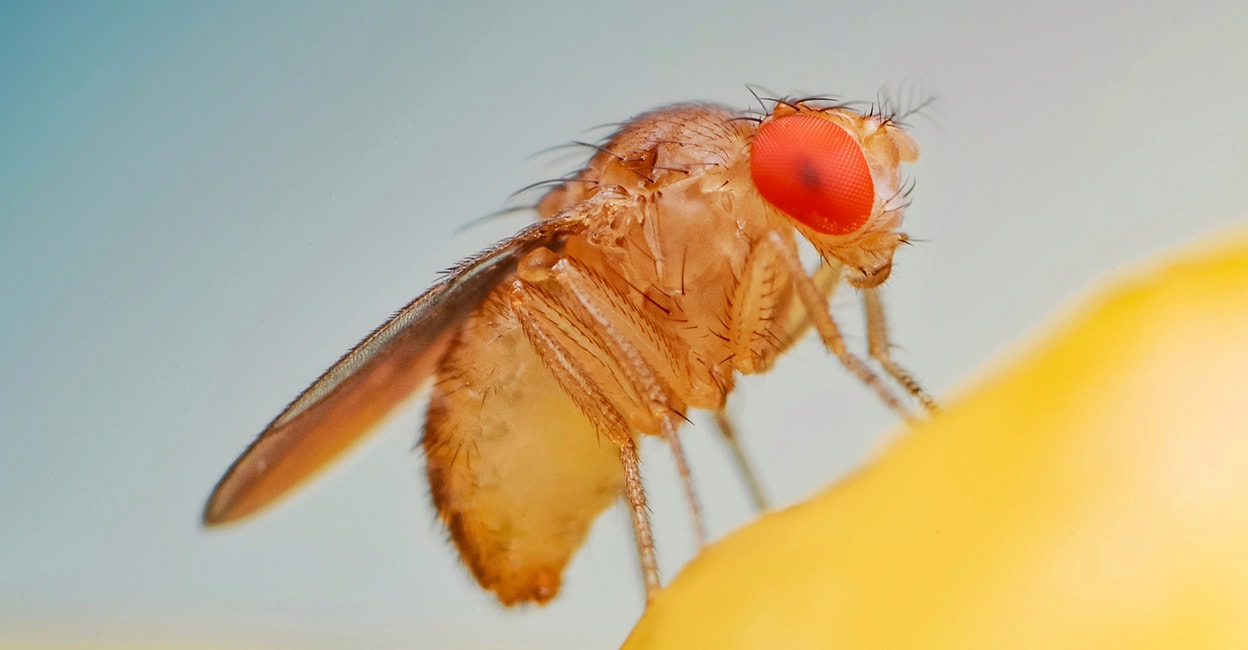 Fruit Fly | Topics | Manorama Online